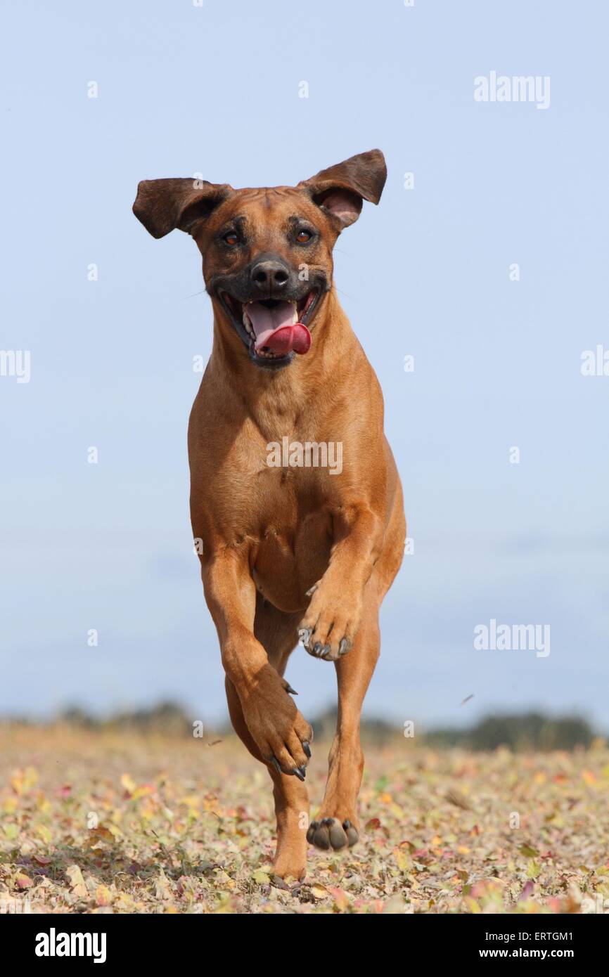 running Rhodesian Ridgeback Stock Photo - Alamy