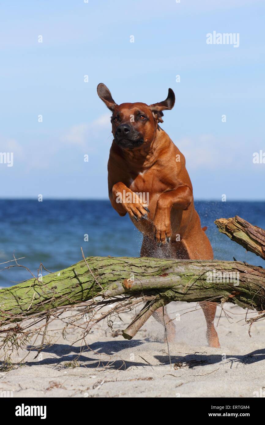Jumping tree trunks hi-res stock photography and images - Alamy