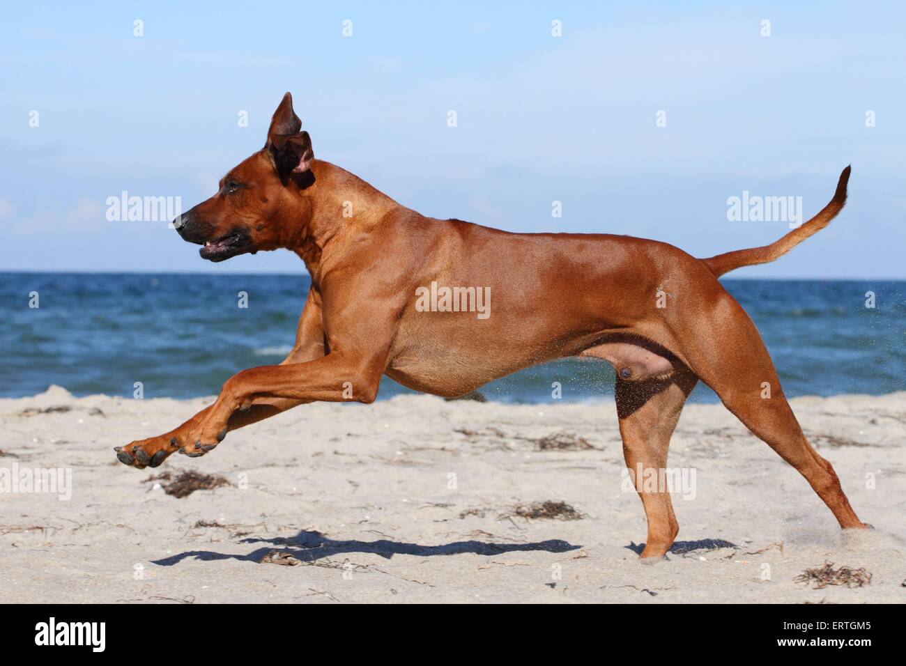 running Rhodesian Ridgeback Stock Photo - Alamy