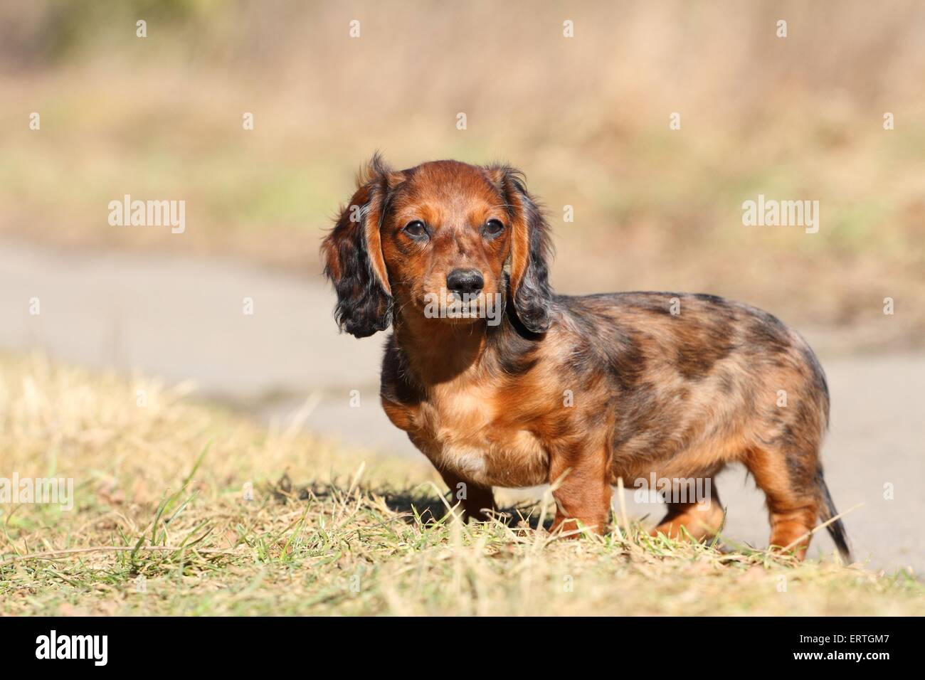 american Dachshund puppy Stock Photo - Alamy