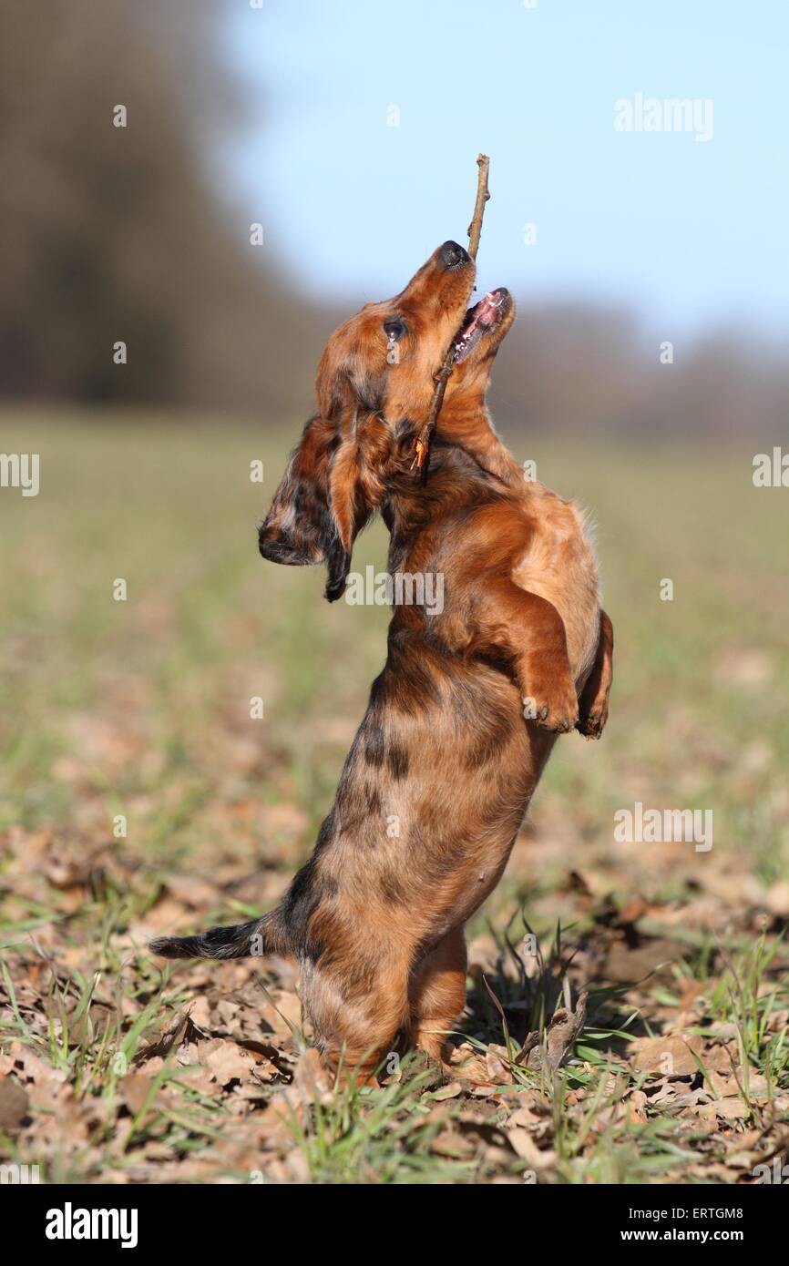 american Dachshund puppy Stock Photo - Alamy