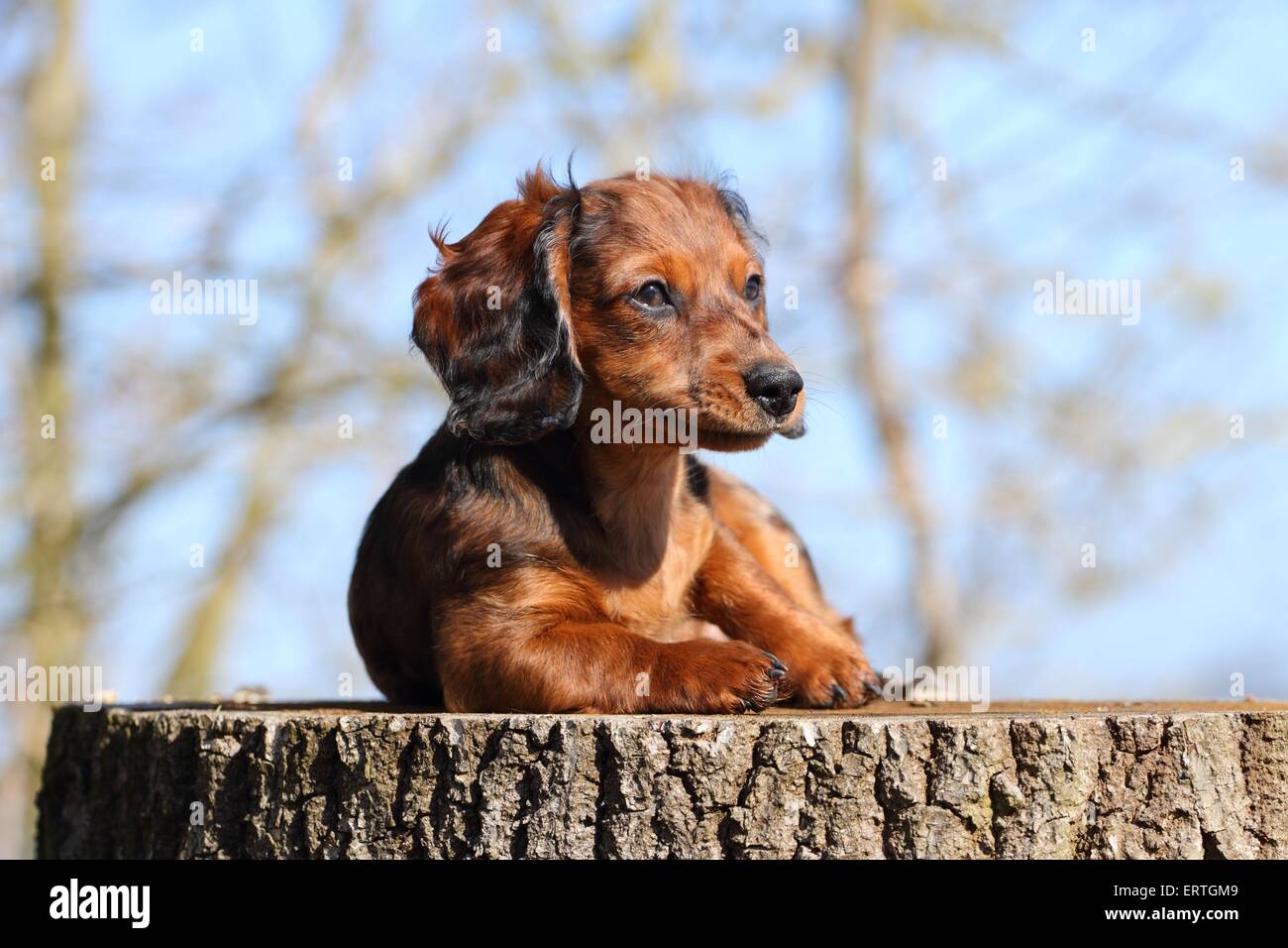 american Dachshund puppy Stock Photo - Alamy