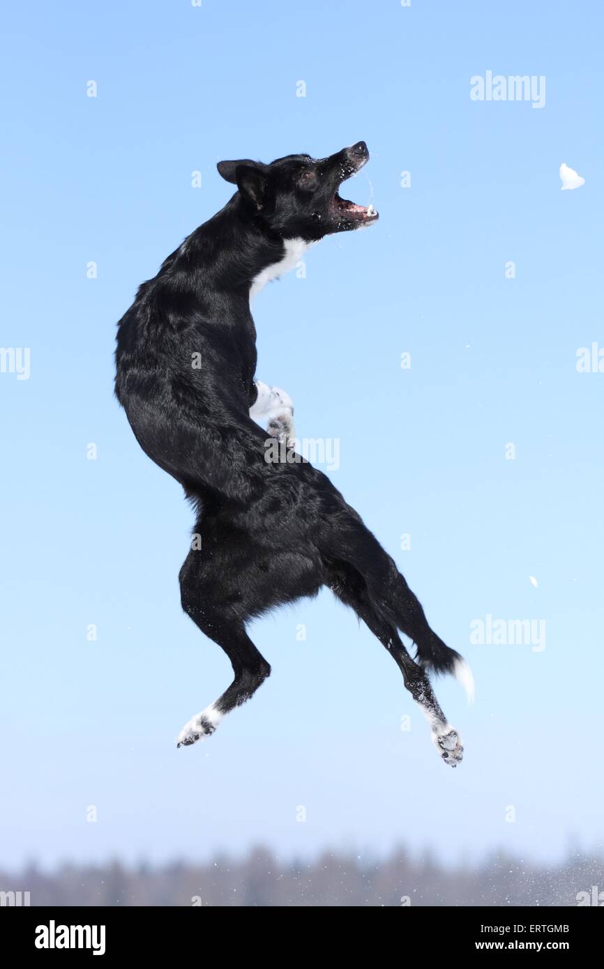 Border collie back hi-res stock photography and images - Alamy