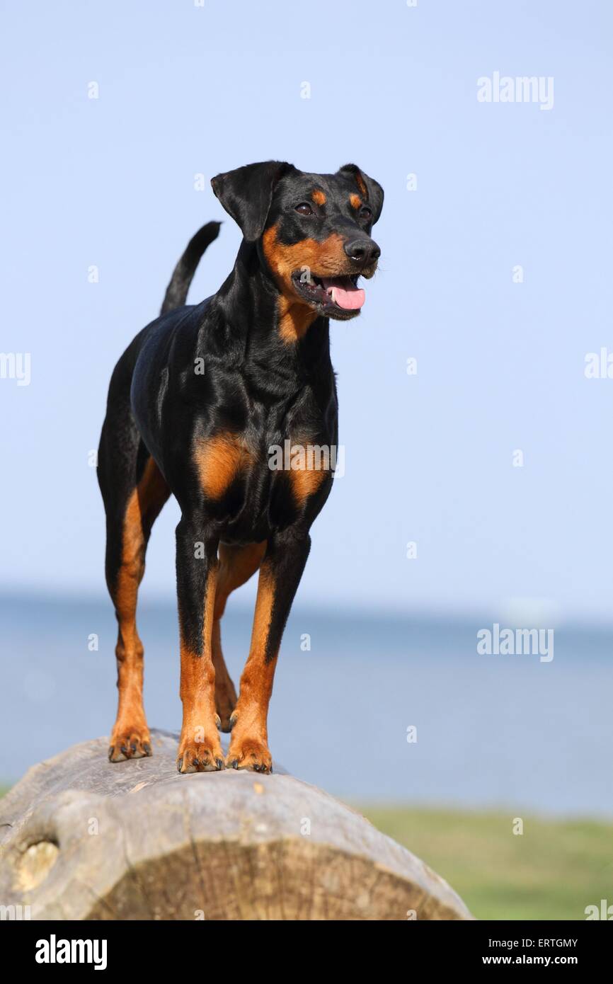 Standard pinschers hi-res stock photography and images - Alamy