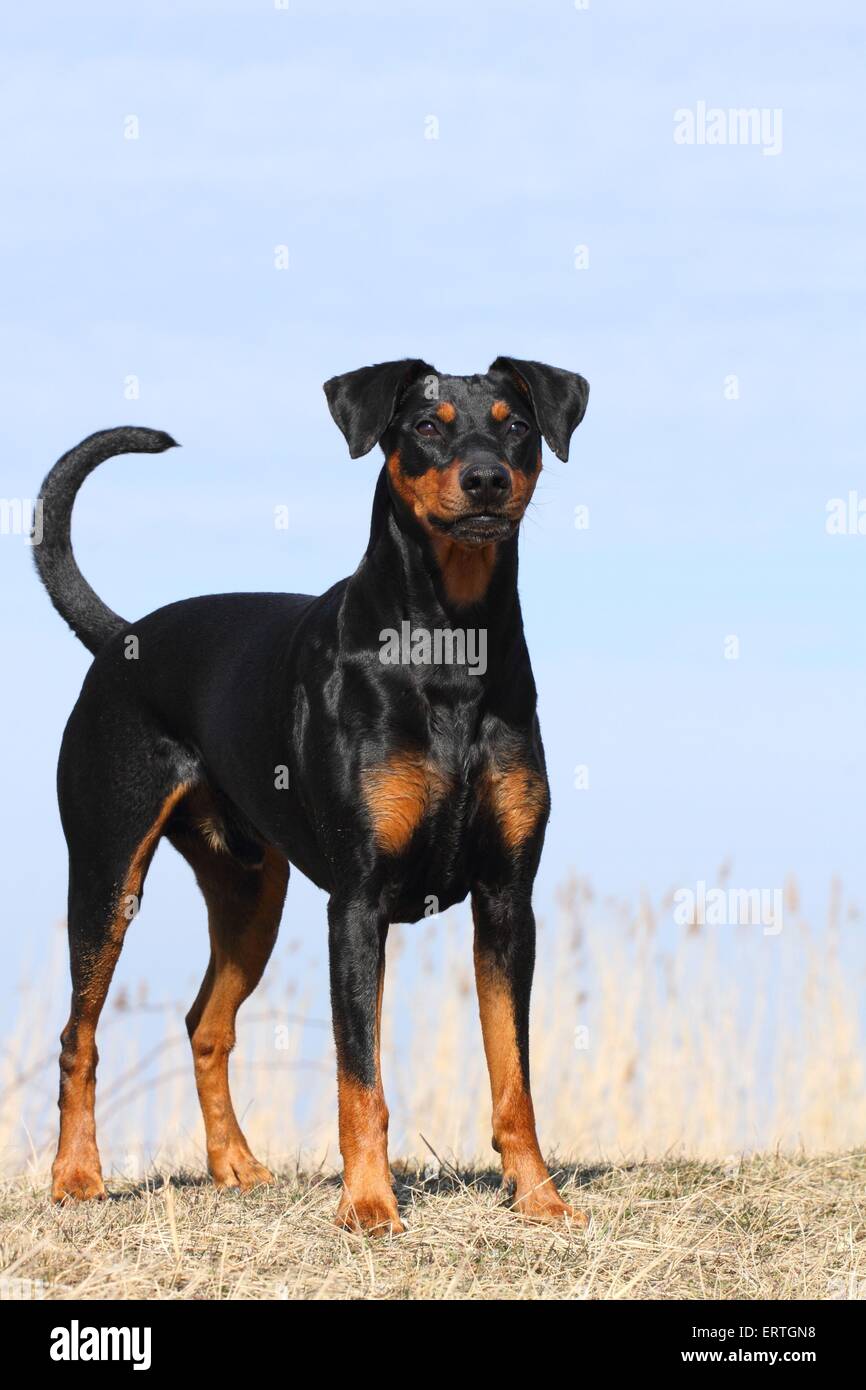 Standard pinschers hi-res stock photography and images - Alamy