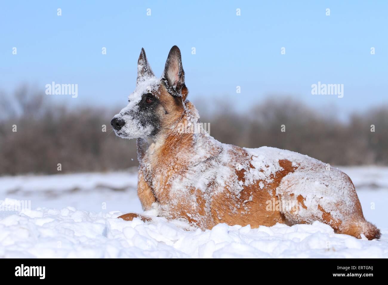 Adult and malinois hi-res stock photography and images - Alamy