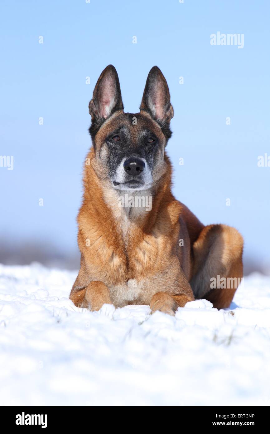 Belgian malinois snow hi-res stock photography and images - Alamy