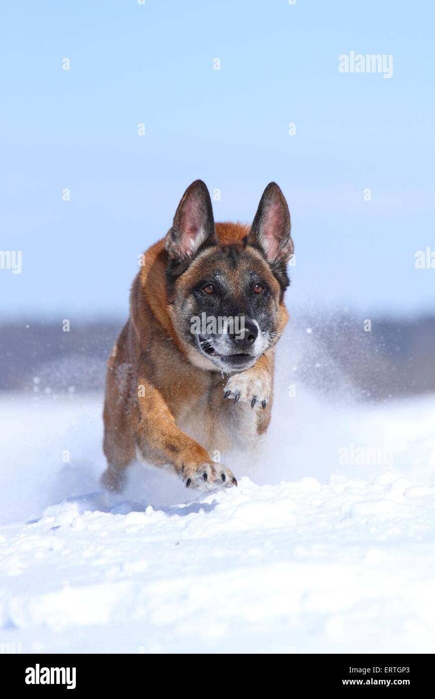 Senior winter running elderly hi-res stock photography and images - Alamy
