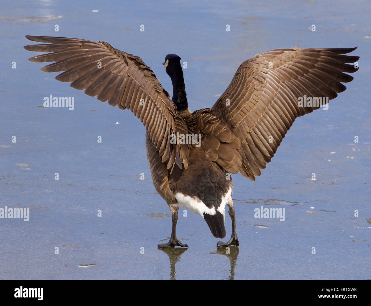 The strong beautiful wings of a cackling goose Stock Photo - Alamy