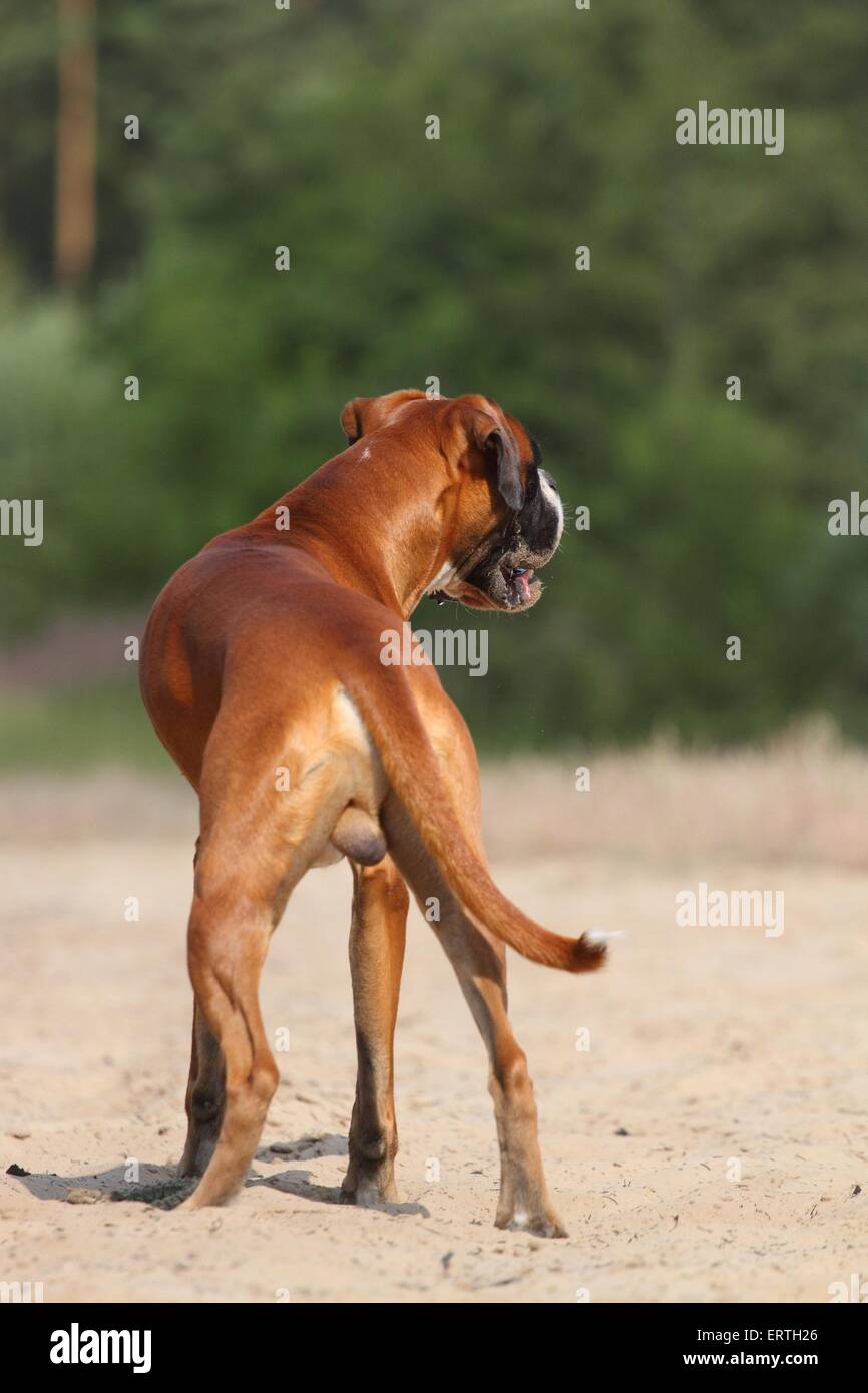 Boxers rear view hi-res stock photography and images - Alamy