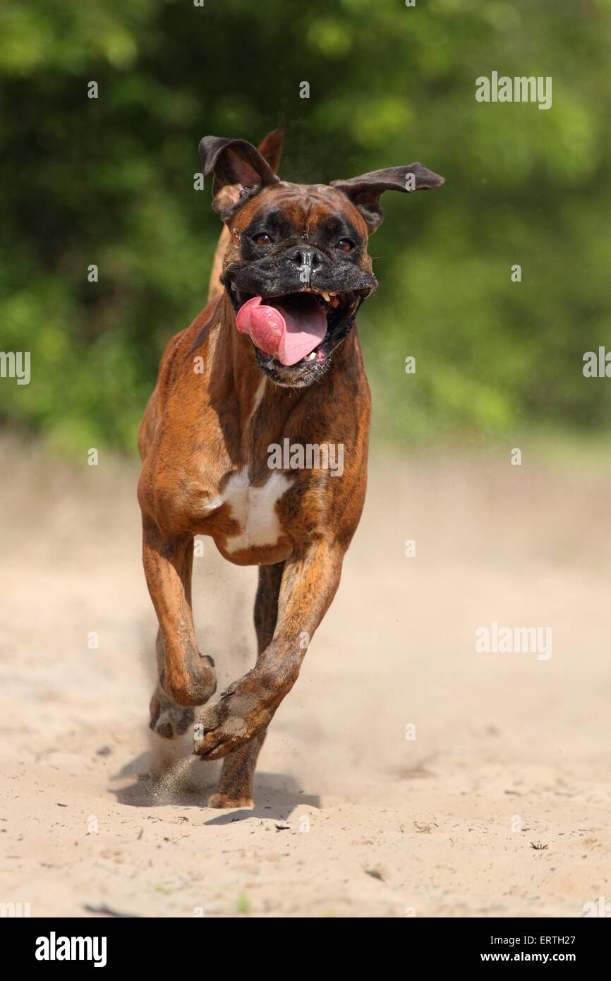 running German Boxer Stock Photo - Alamy