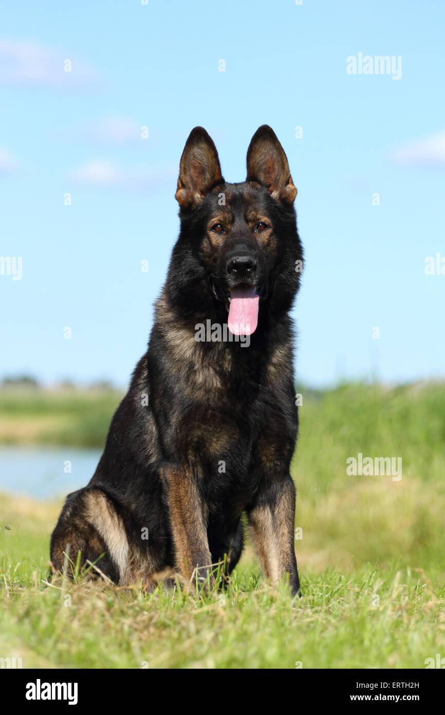 sitting German Shepherd Stock Photo - Alamy