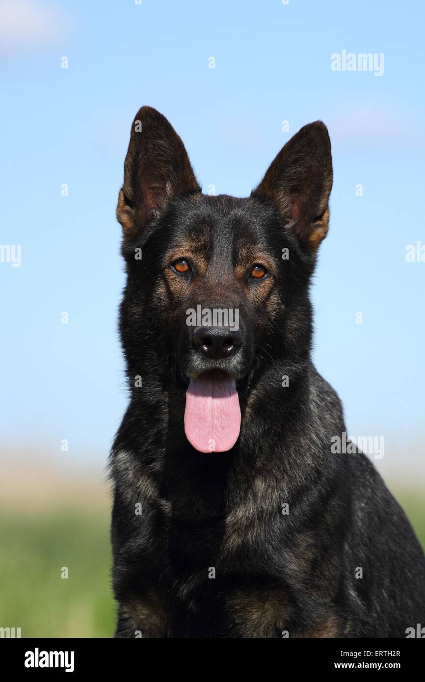 German Shepherd Portrait Stock Photo - Alamy