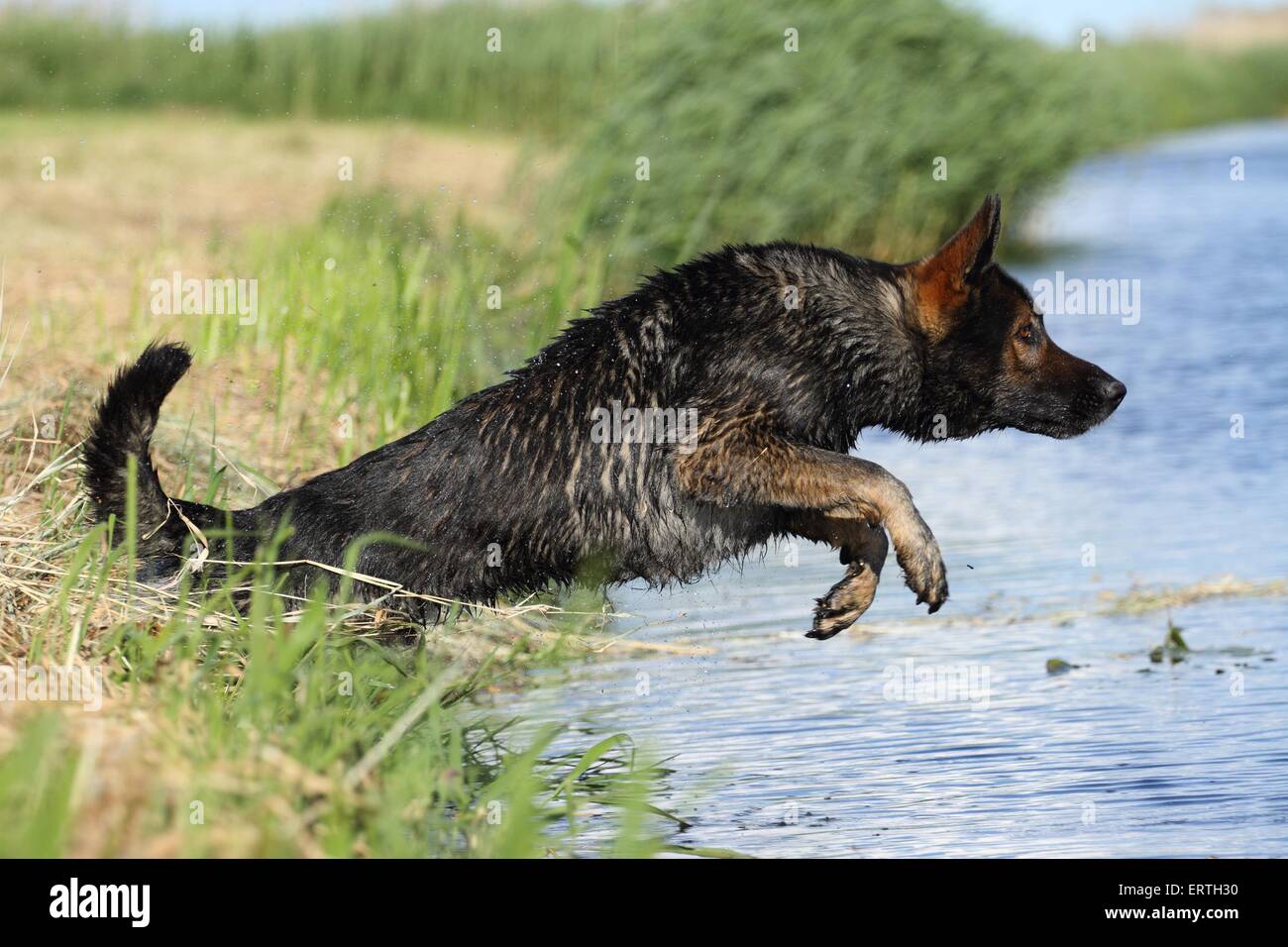 jumping German Shepherd Stock Photo - Alamy