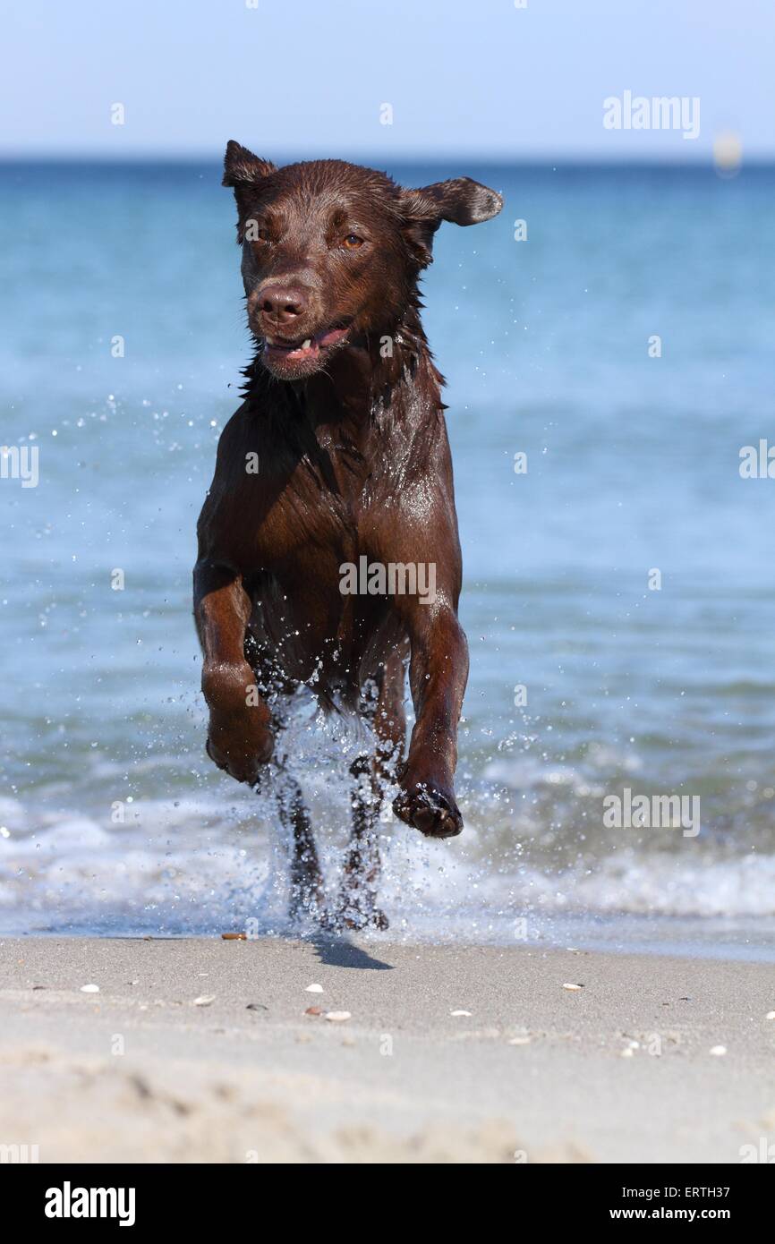 running Labrador Retriever Stock Photo - Alamy