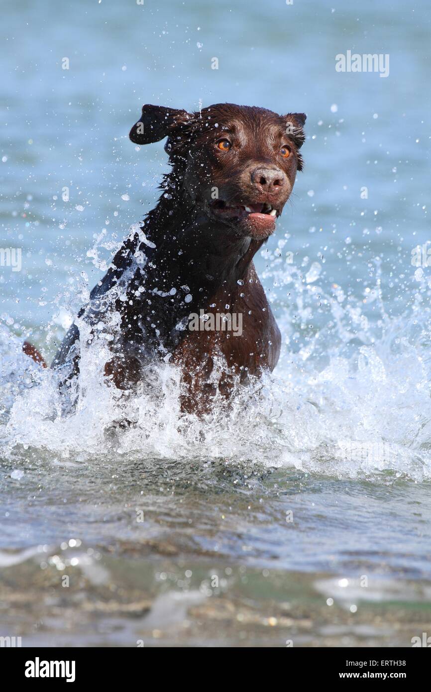 Labrador summer running hi-res stock photography and images - Alamy