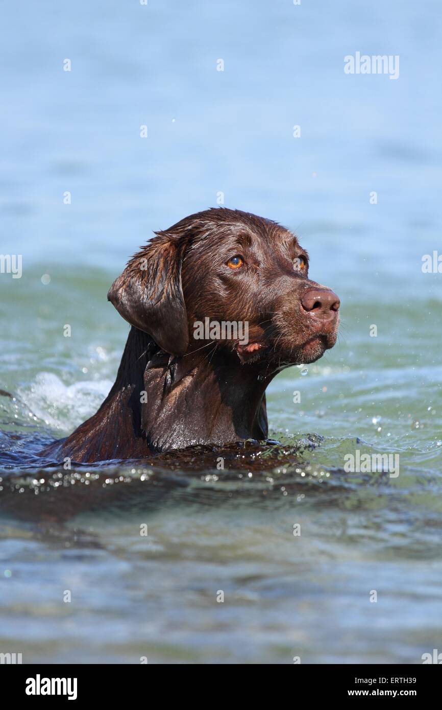 swimming Labrador Retriever Stock Photo - Alamy