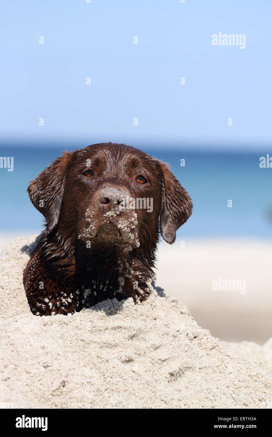 Labrador Retriever Portrait Stock Photo - Alamy