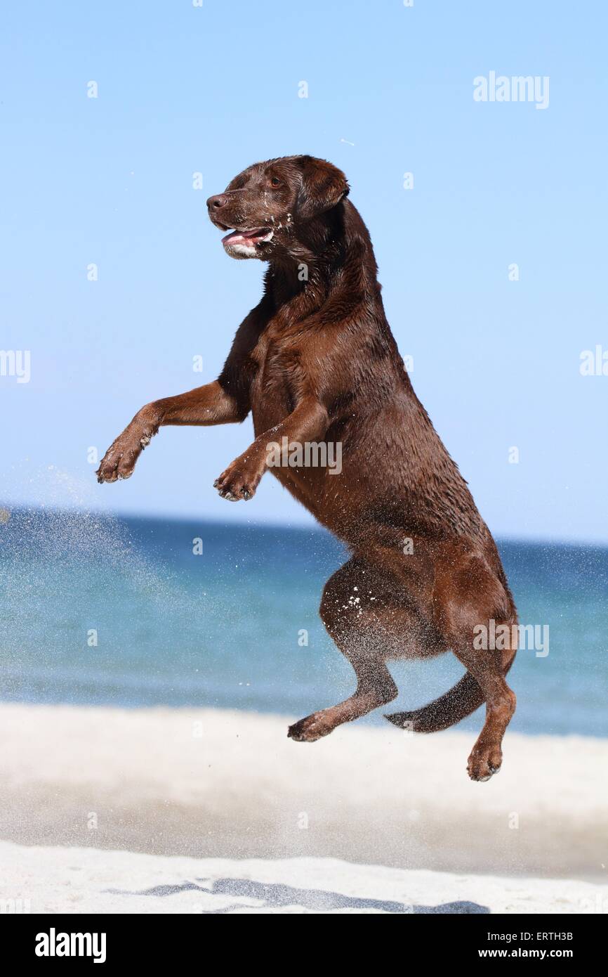 Labrador leaping hi-res stock photography and images - Alamy