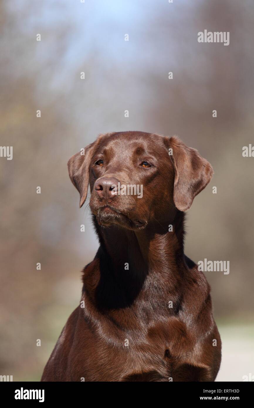 Labrador Retriever Portrait Stock Photo - Alamy