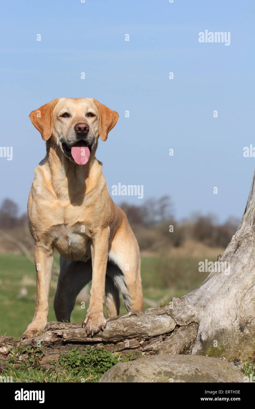 Dog labrador retriever adult yellow standing hi-res stock photography ...