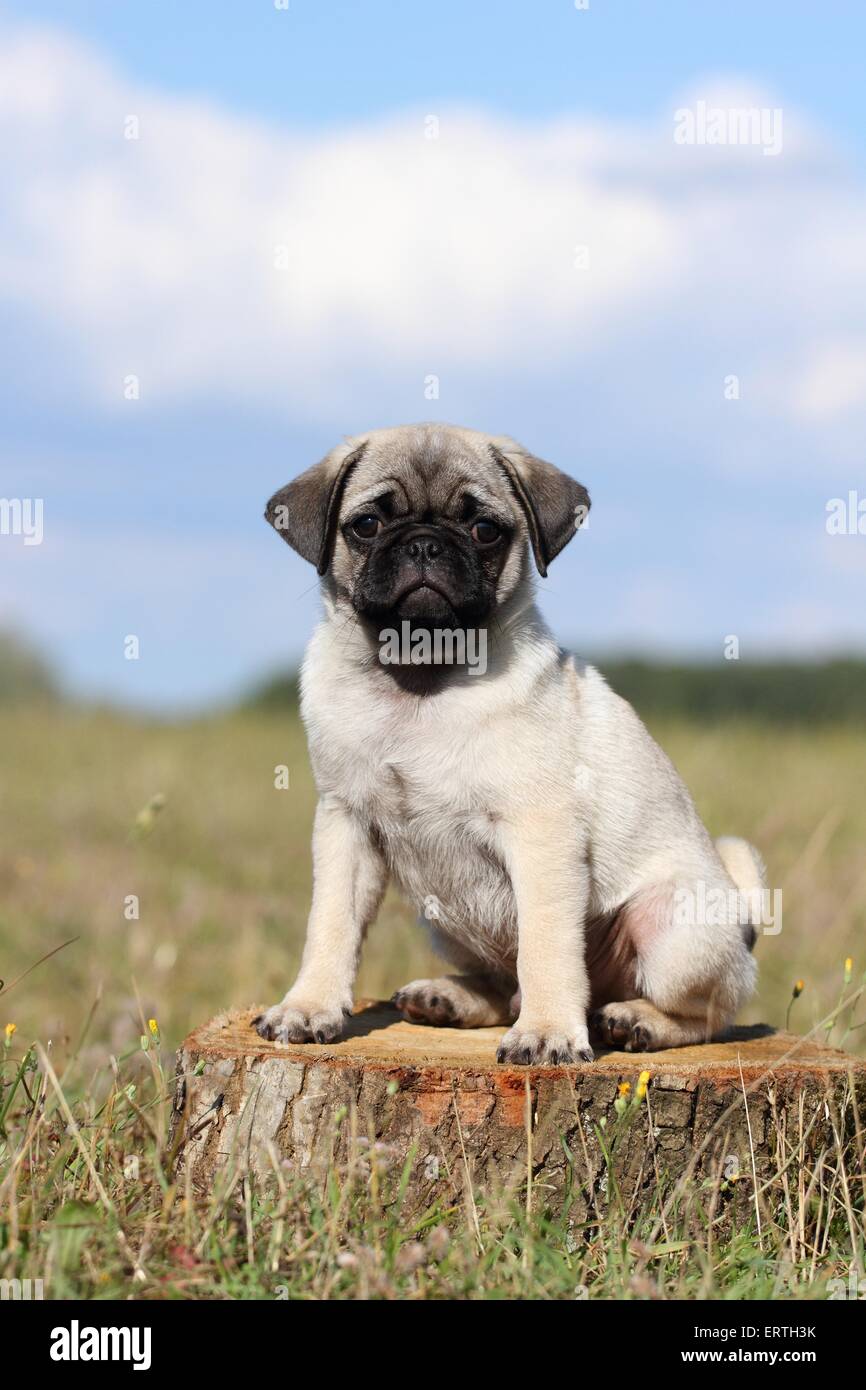 Pug puppy grass hi-res stock photography and images - Alamy