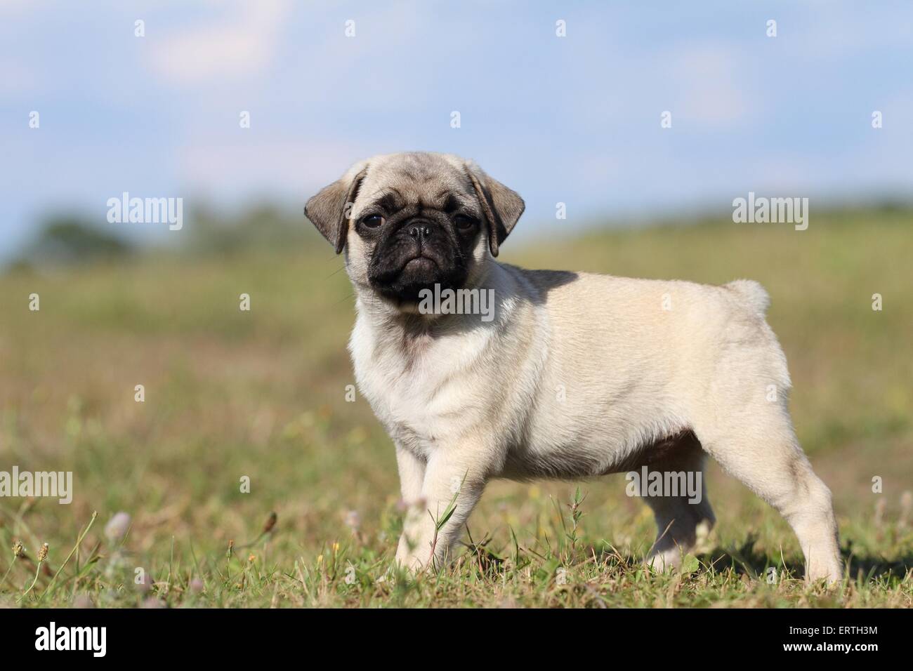 Pug puppy grass hi-res stock photography and images - Alamy