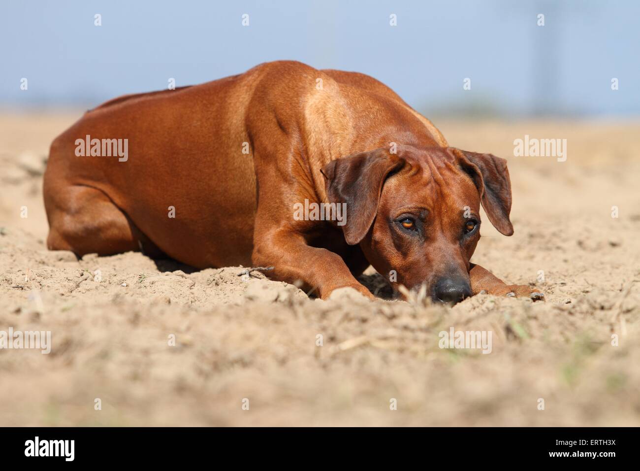 lying Rhodesian Ridgeback Stock Photo - Alamy