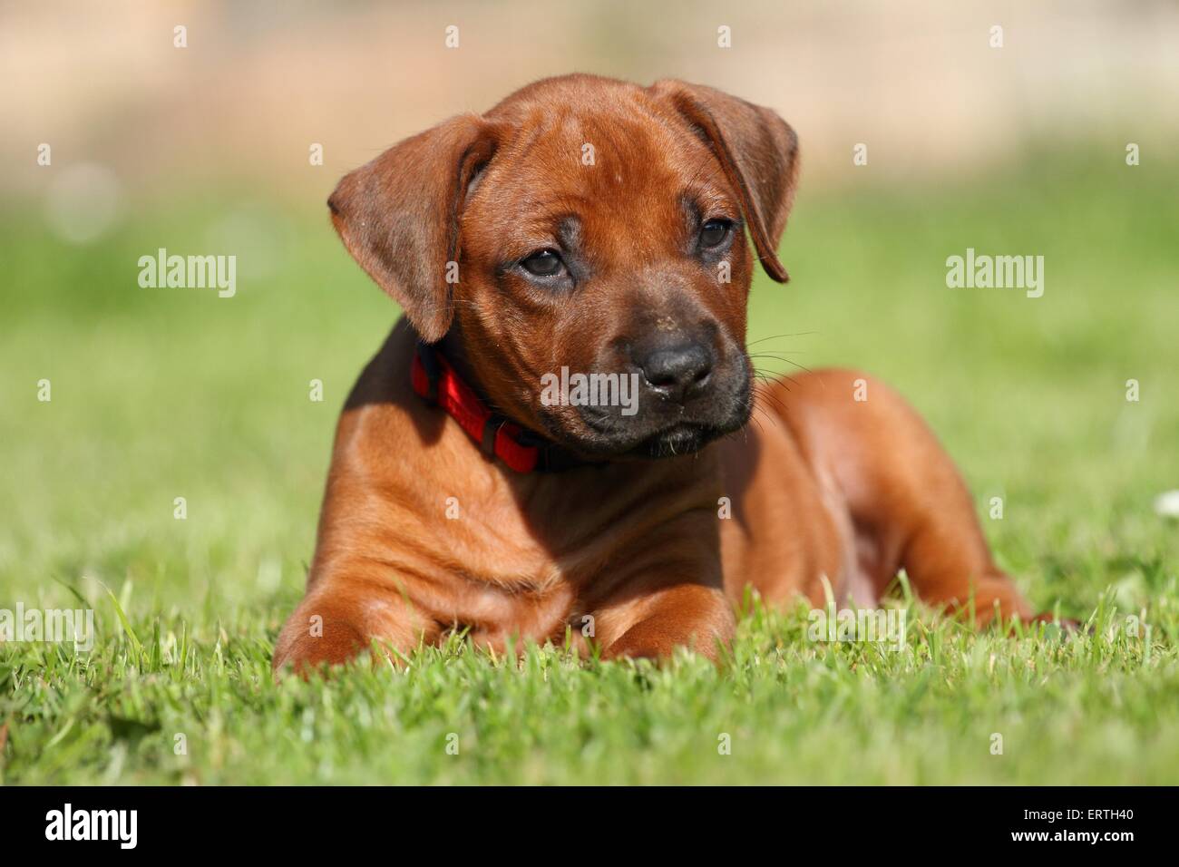 Rhodesian Ridgeback Puppy Stock Photo - Alamy