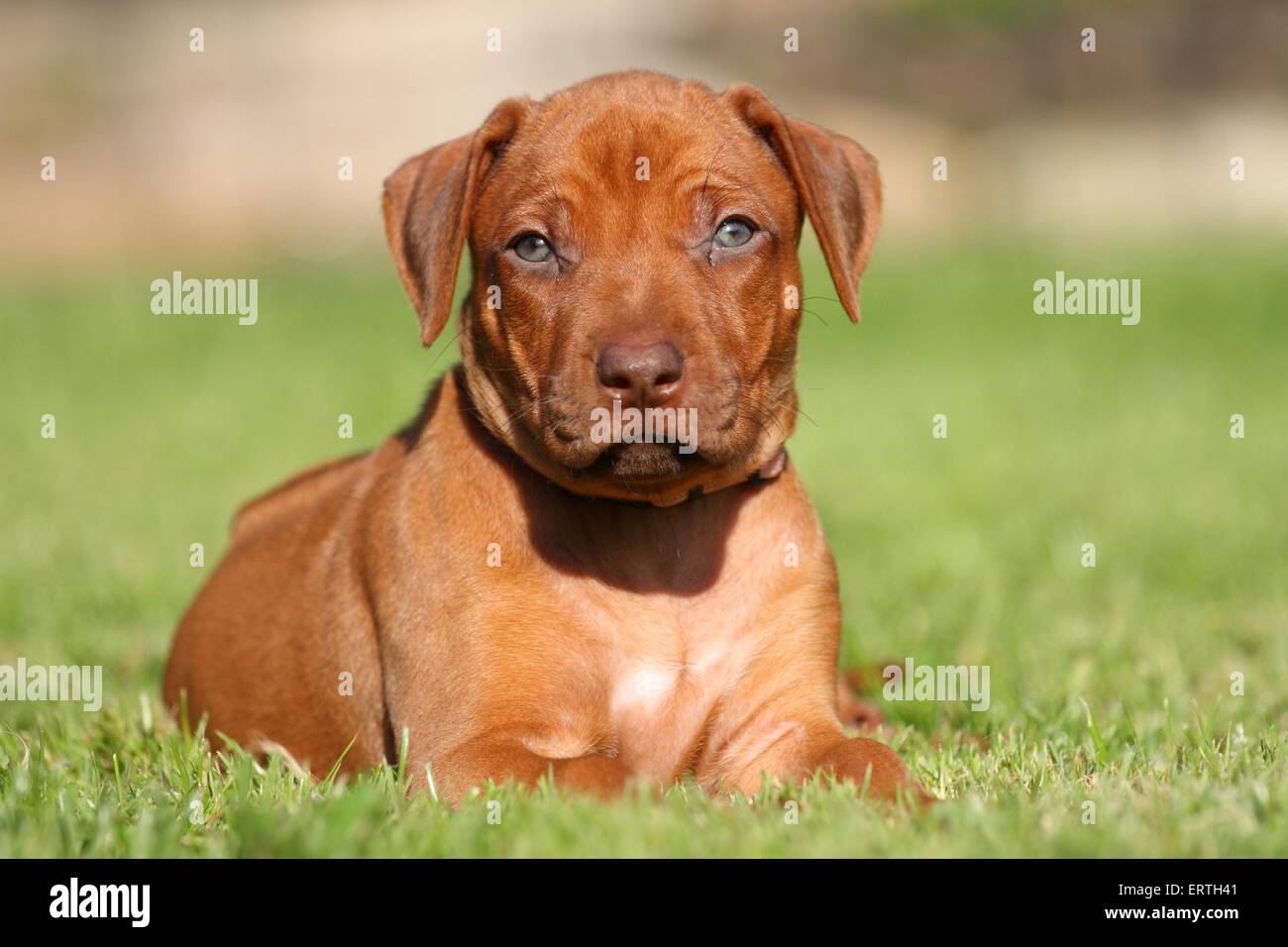 Rhodesian Ridgeback Puppy Stock Photo - Alamy