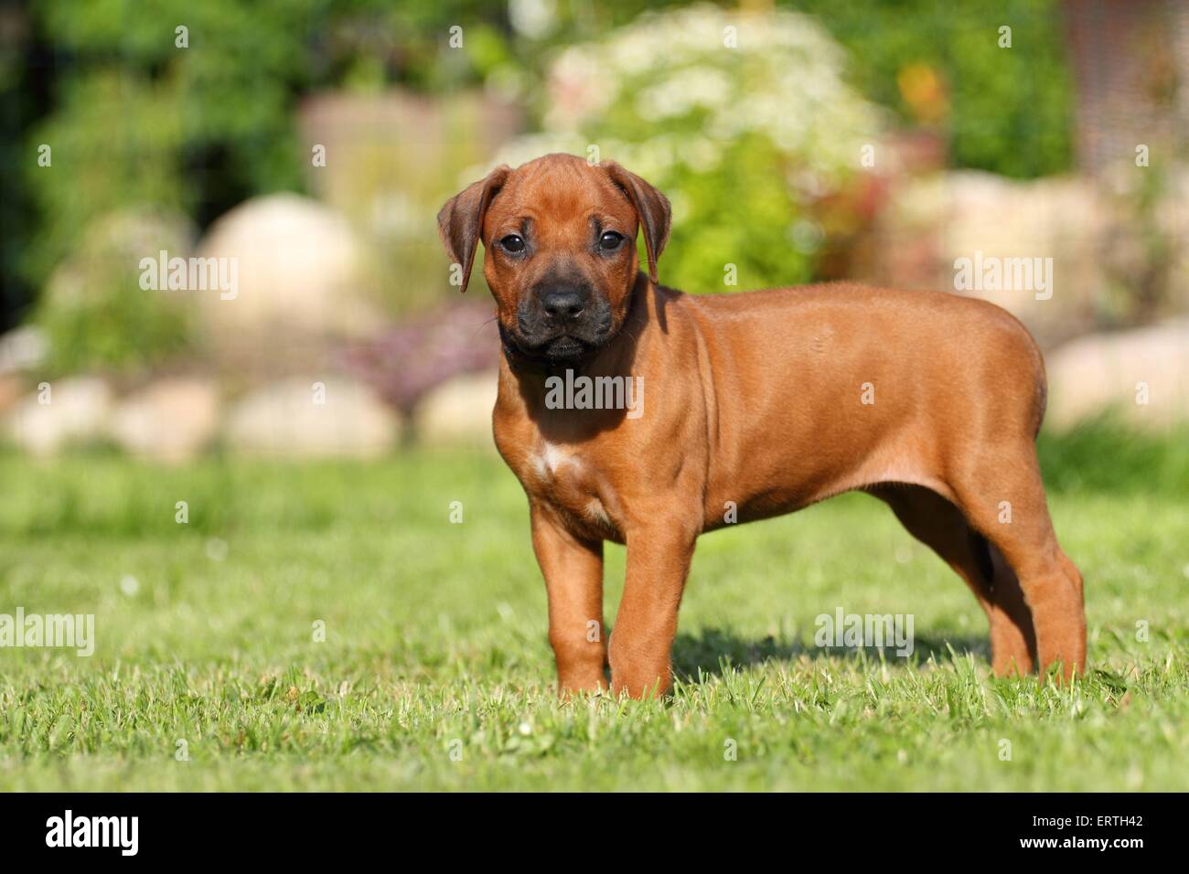 Rhodesian Ridgeback Puppy Stock Photo - Alamy