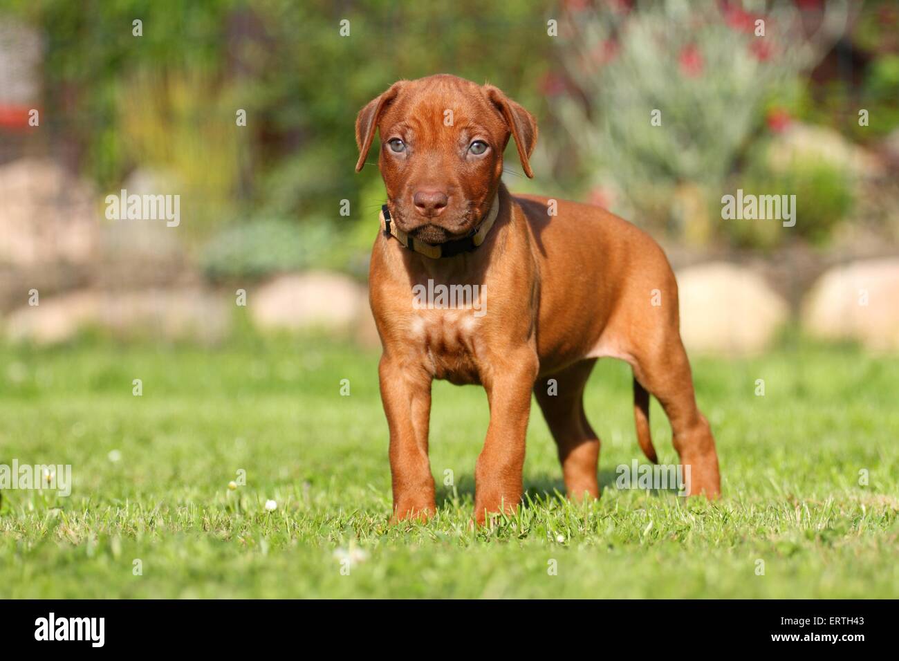 Rhodesian Ridgeback Puppy Stock Photo - Alamy