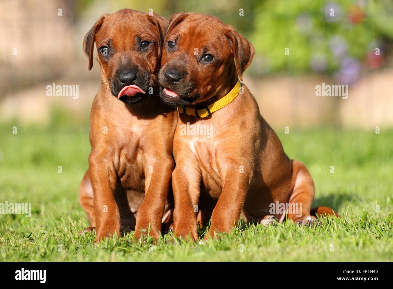Rhodesian Ridgeback Puppies Stock Photo - Alamy