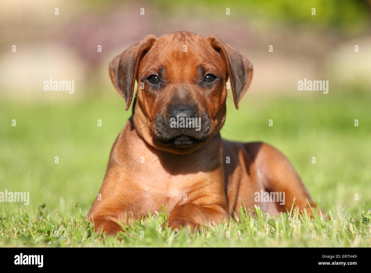 Rhodesian Ridgeback Puppy Stock Photo - Alamy