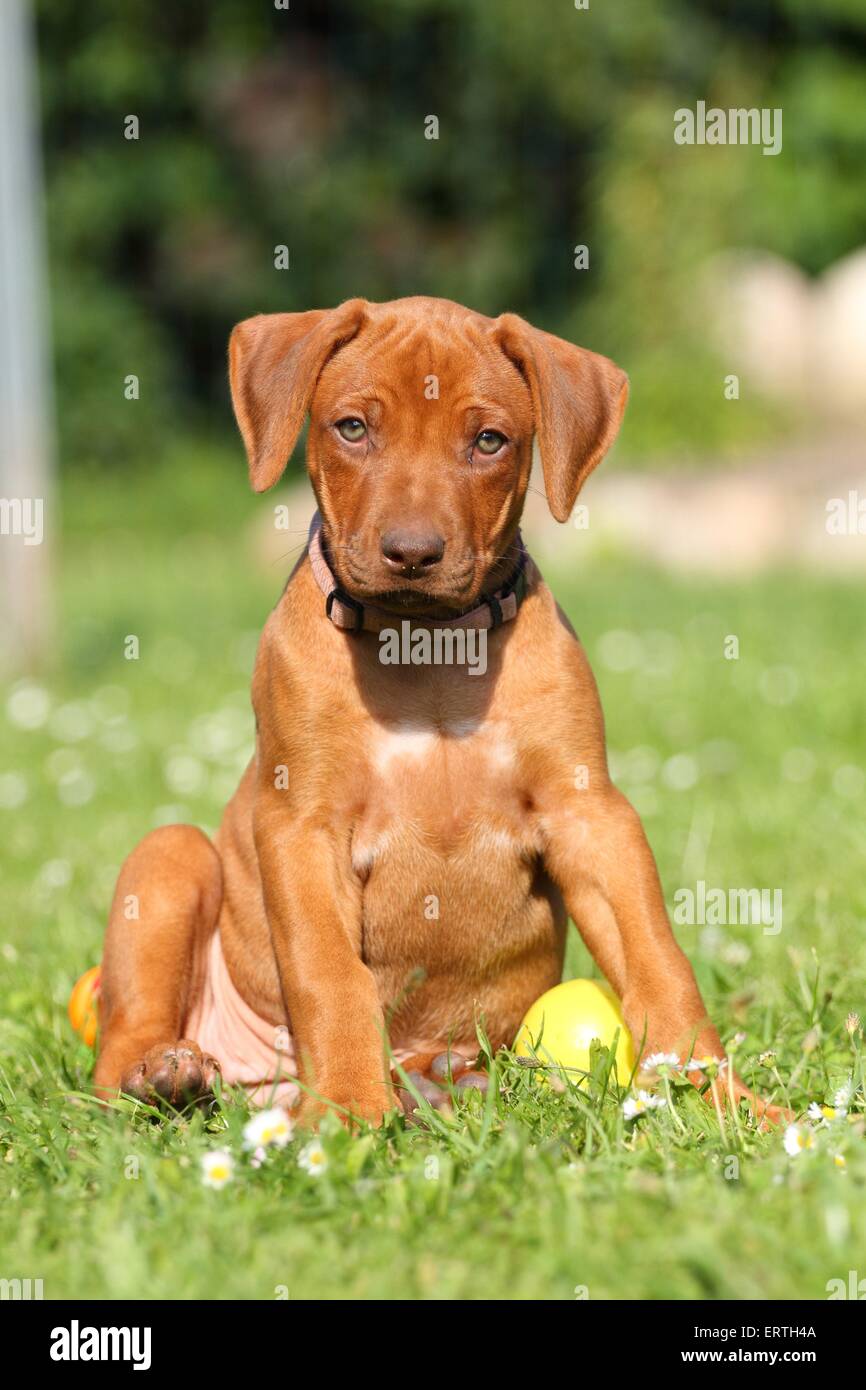 Rhodesian Ridgeback Puppy Stock Photo - Alamy