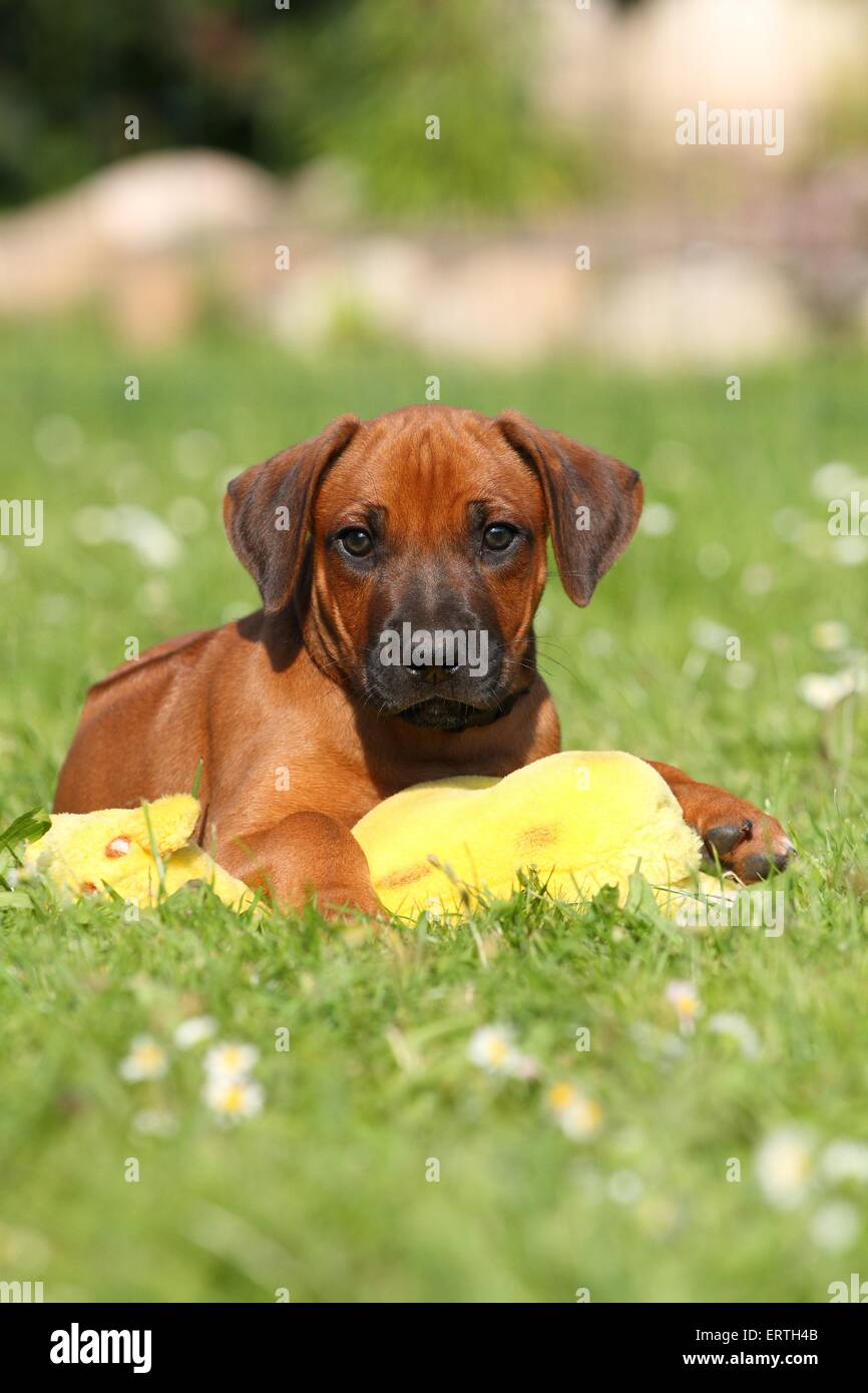 Rhodesian Ridgeback Puppy Stock Photo - Alamy