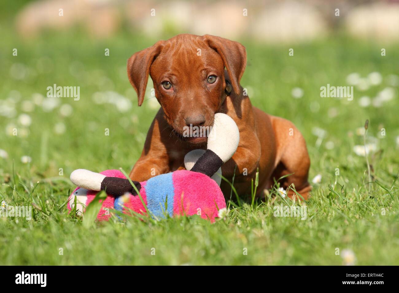 Rhodesian Ridgeback Puppy Stock Photo - Alamy