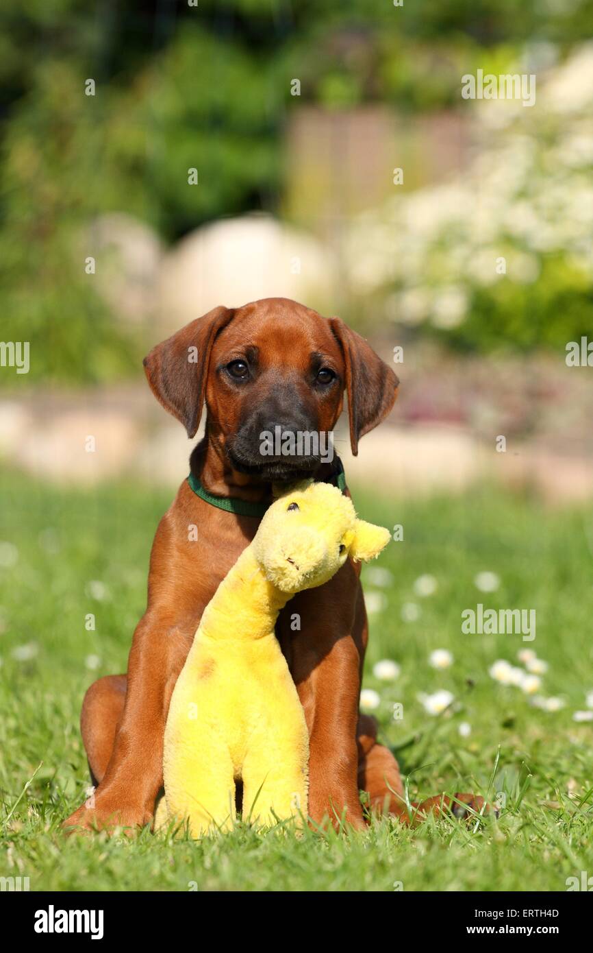 Rhodesian Ridgeback Puppy Stock Photo - Alamy
