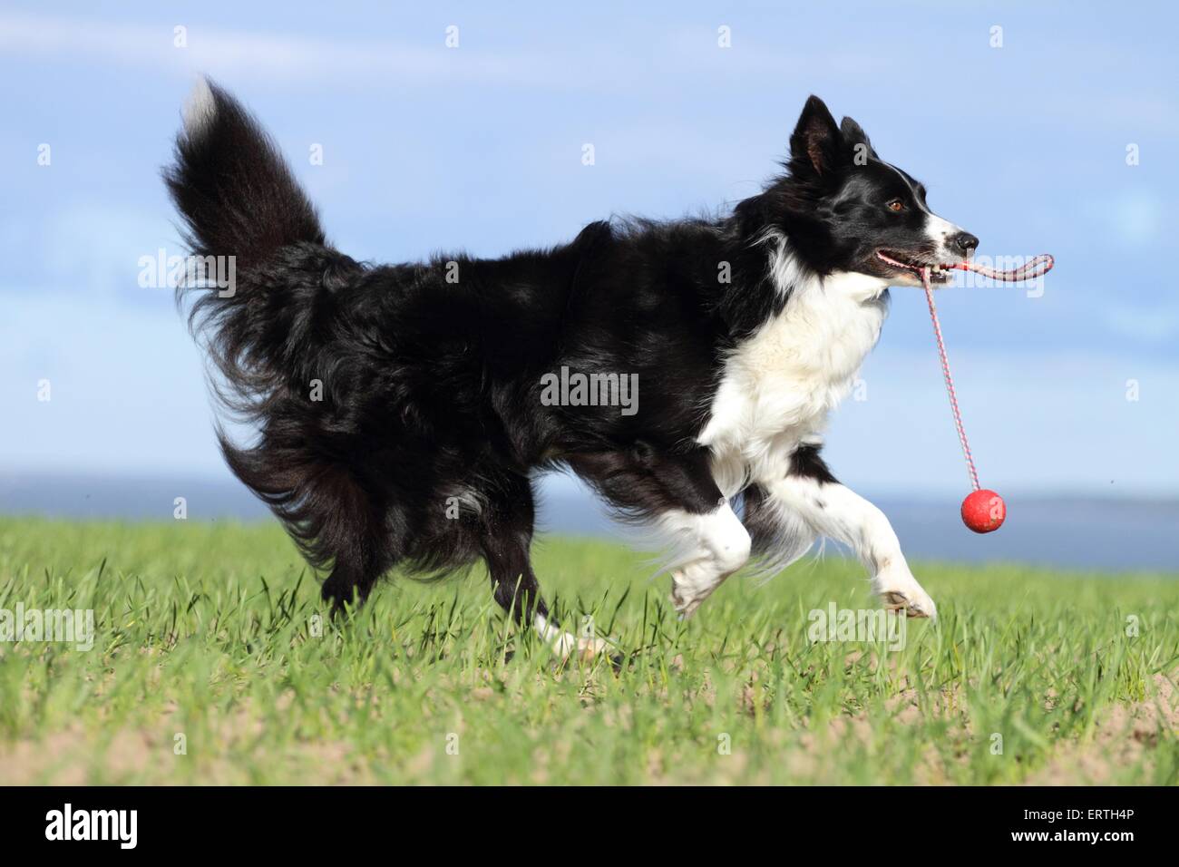 playing Border Collie Stock Photo - Alamy