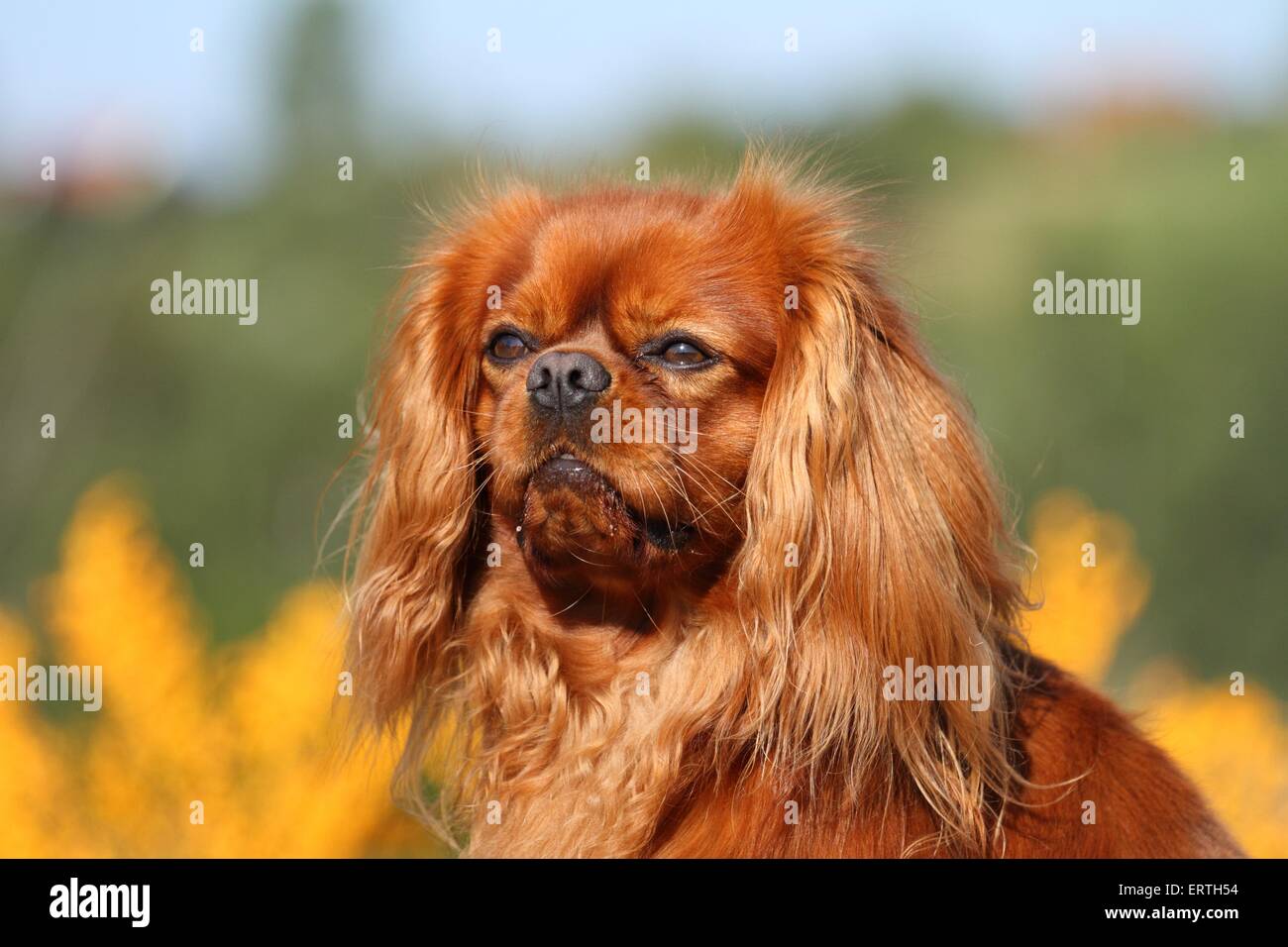 Cavalier king charles spaniel portrait hi-res stock photography and ...