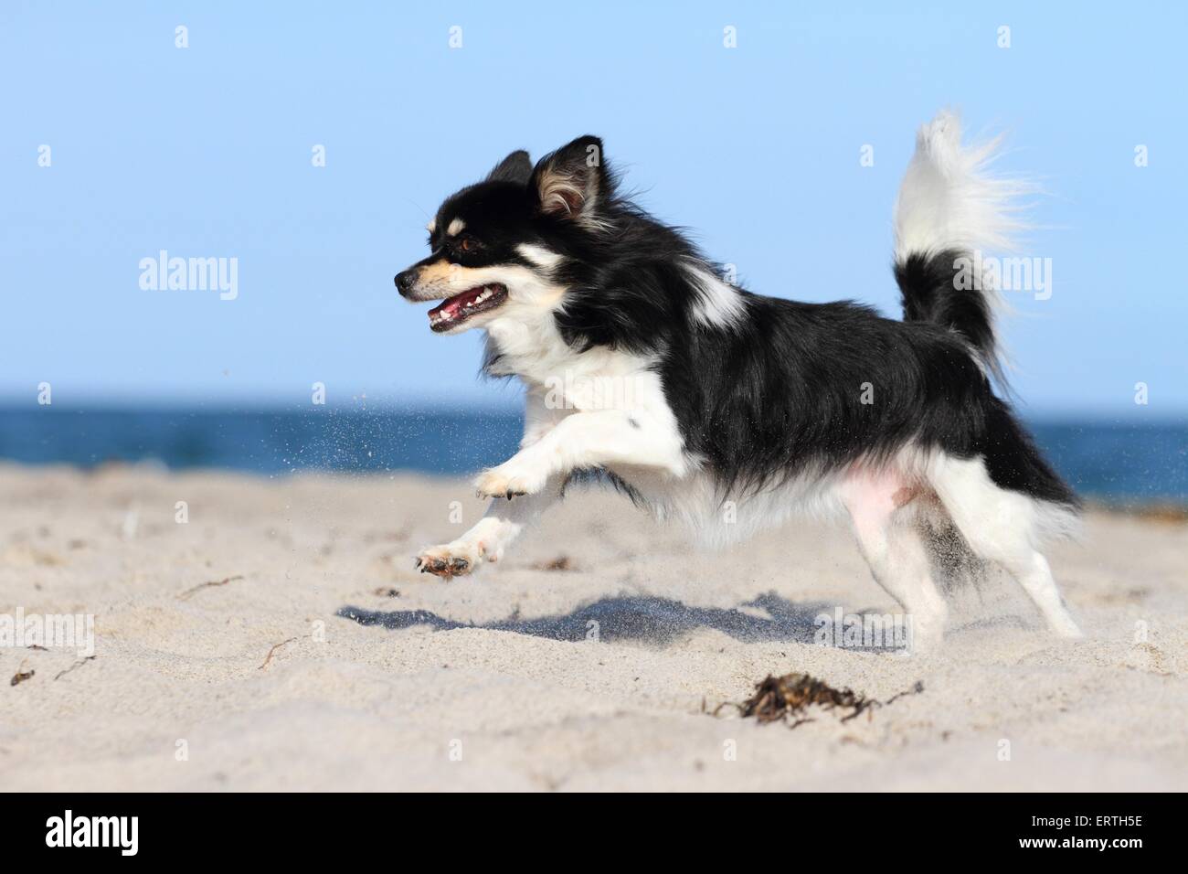 running longhaired Chihuahua Stock Photo - Alamy