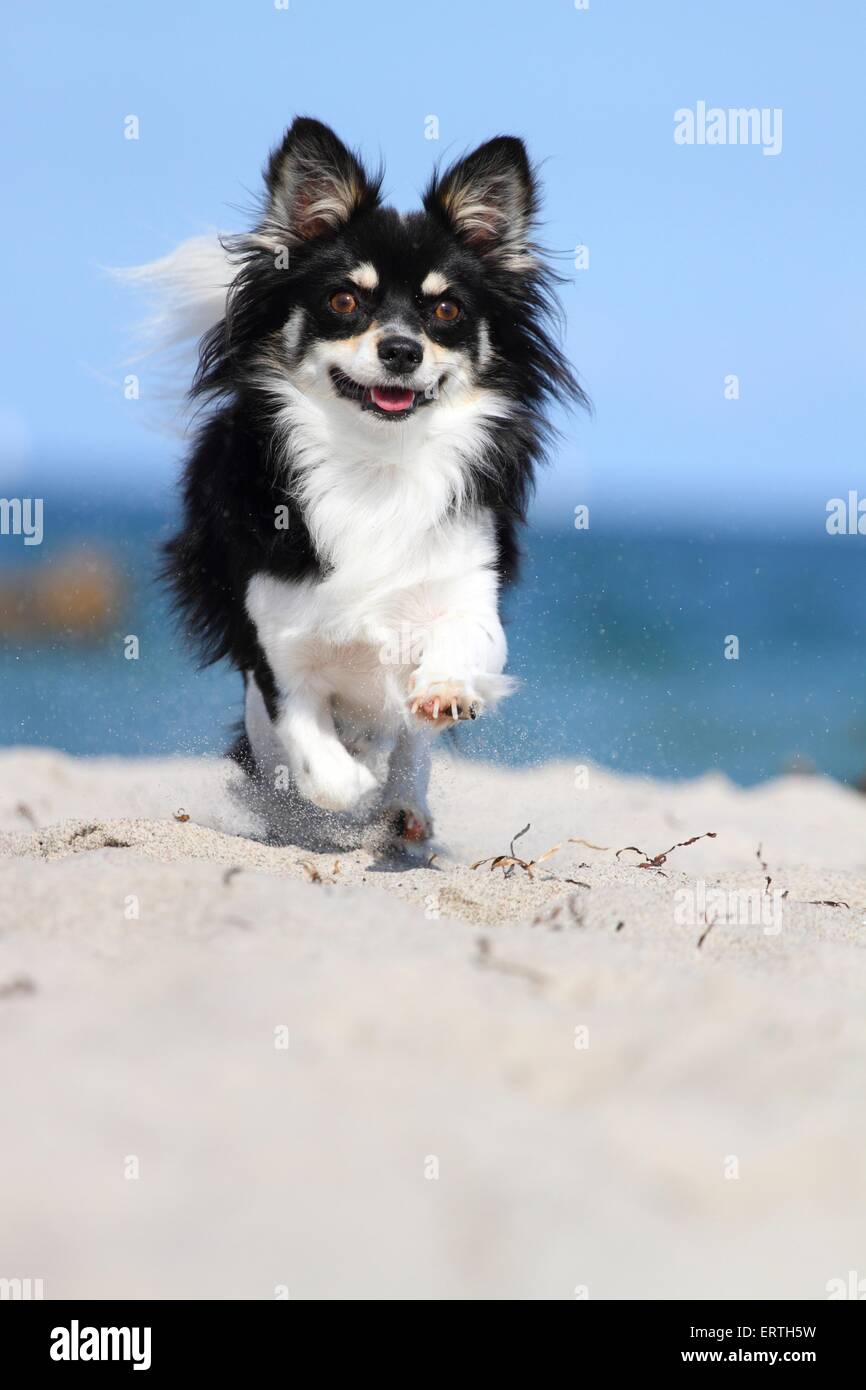 running longhaired Chihuahua Stock Photo - Alamy