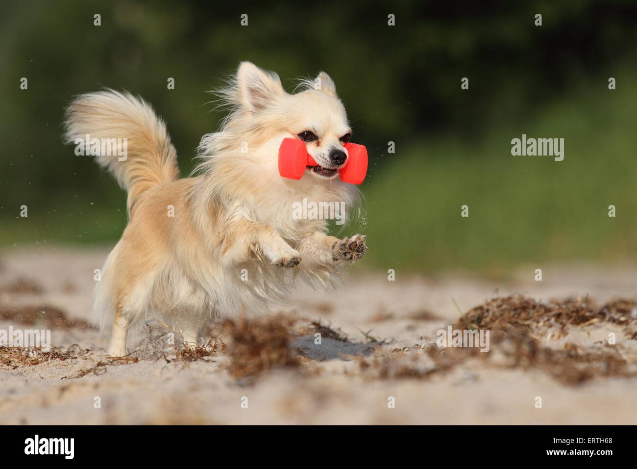 running longhaired Chihuahua Stock Photo - Alamy