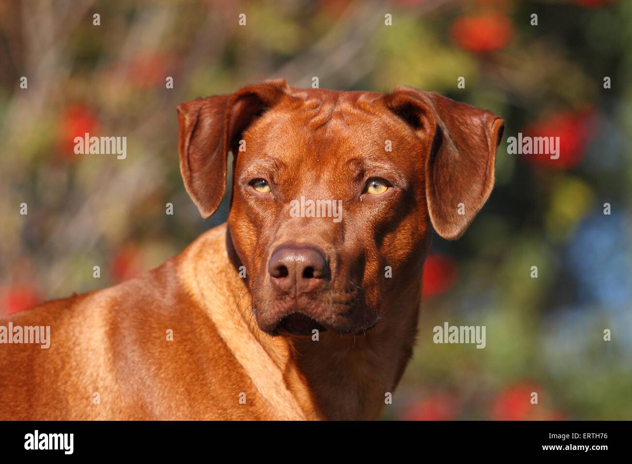Rhodesian Ridgeback Portrait Stock Photo - Alamy