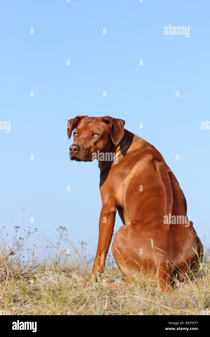 Glass Paperweight Dog Paperweight Large Round Ridgeback Portrait Desk ...