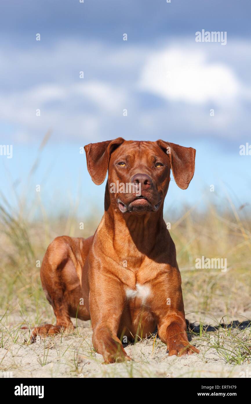 lying Rhodesian Ridgeback Stock Photo - Alamy