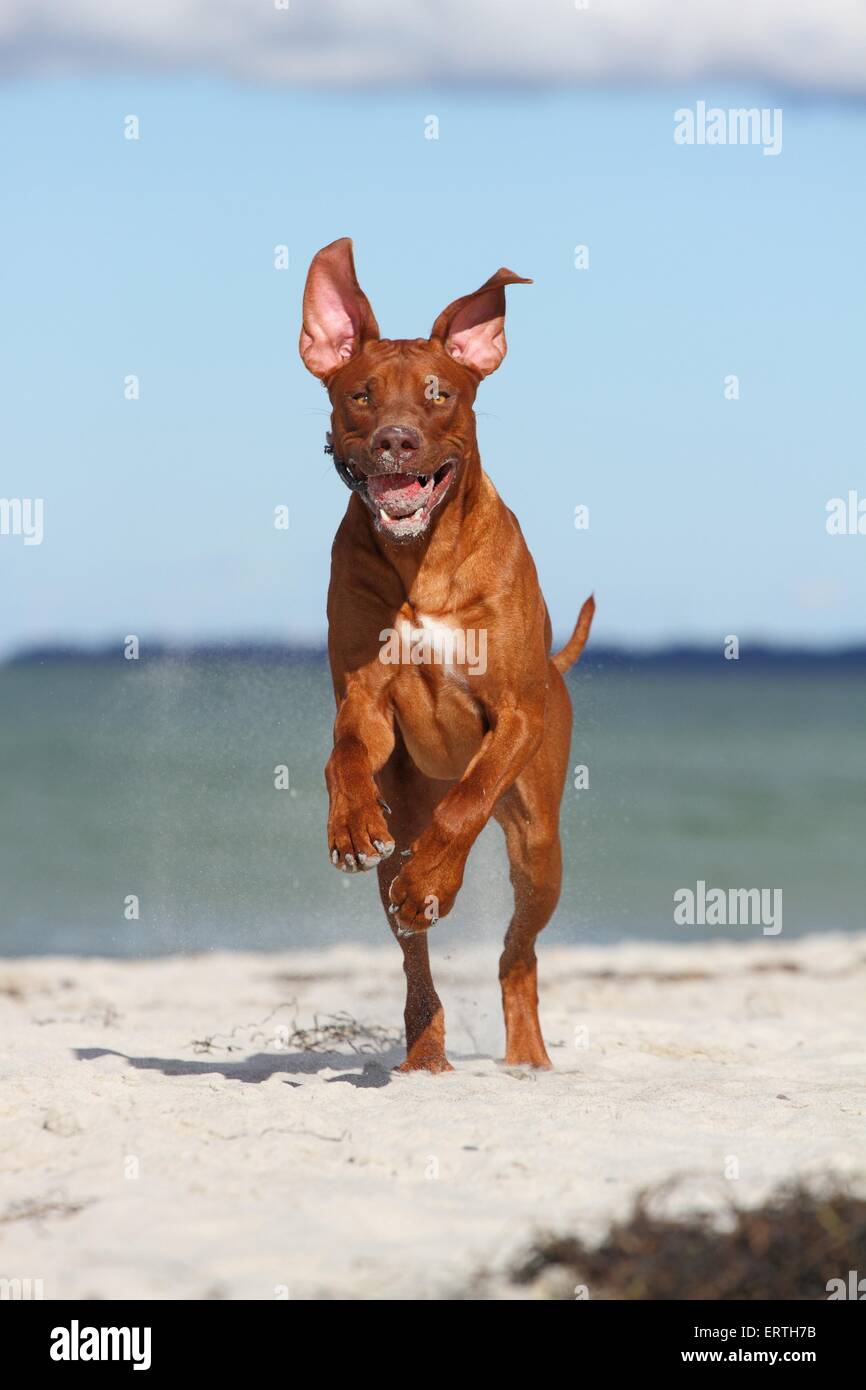 playing Rhodesian Ridgeback Stock Photo - Alamy