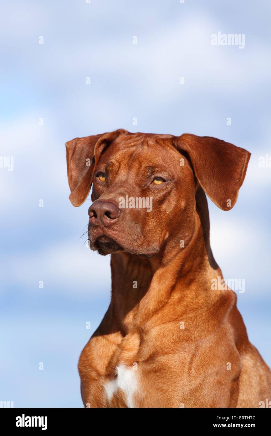 Rhodesian Ridgeback Portrait Stock Photo - Alamy