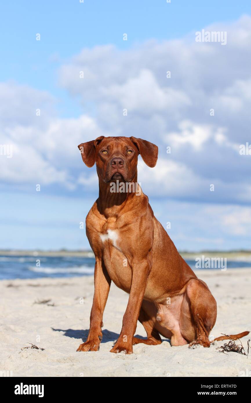 sitting Rhodesian Ridgeback Stock Photo - Alamy