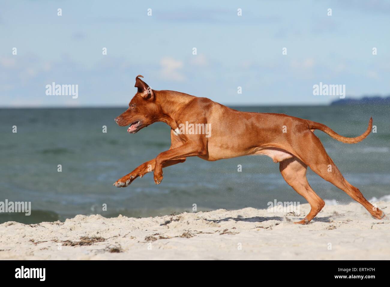 running Rhodesian Ridgeback Stock Photo - Alamy